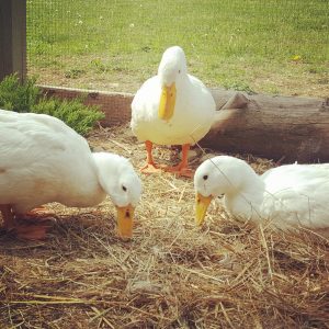 Types of Ducks for Eggs, Meat, and Pest Control - Backyard Poultry